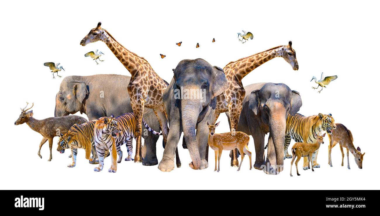 All Animals Together