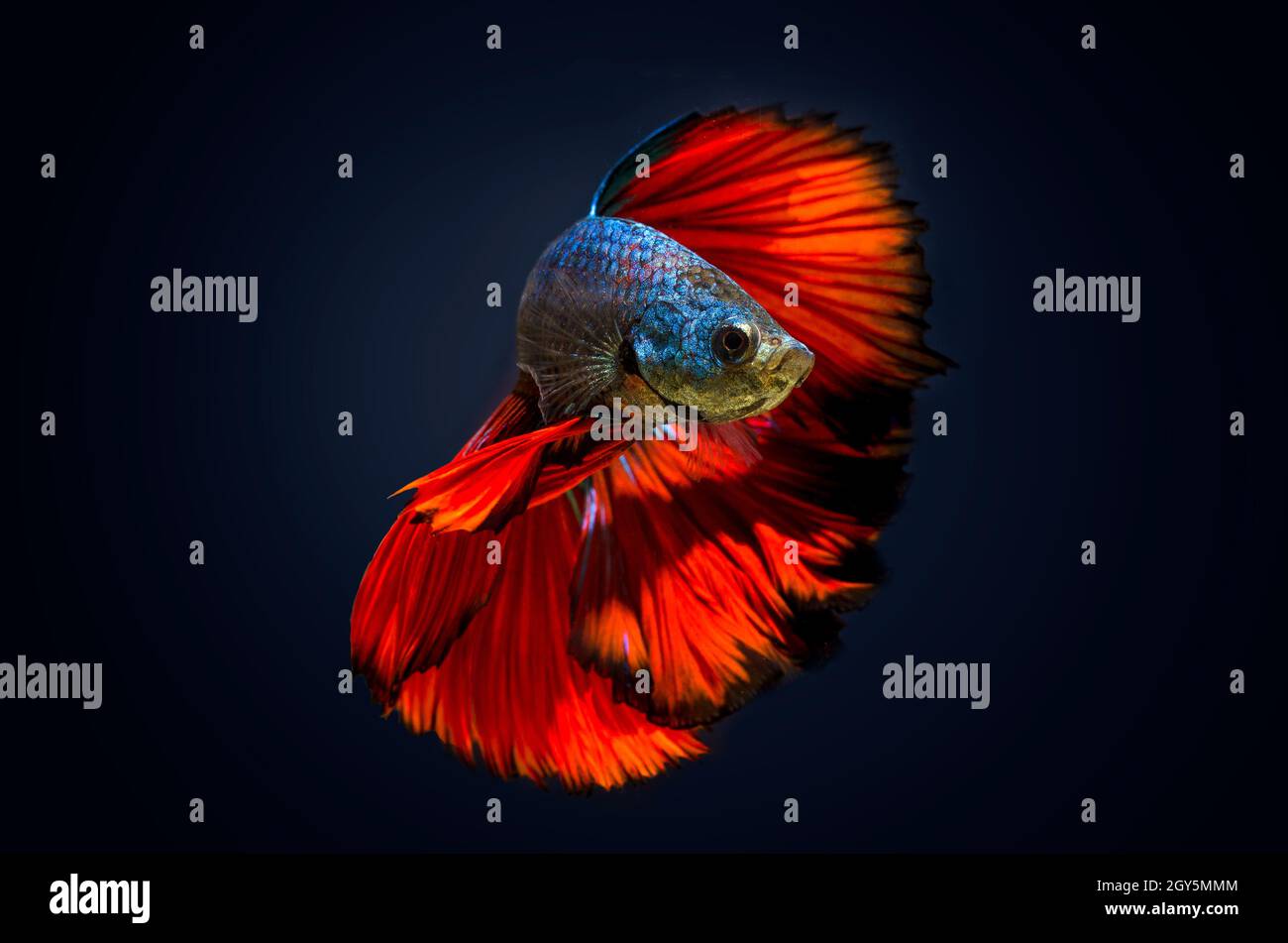Fish bite fighting fish Red Dark blue background Stock Photo - Alamy