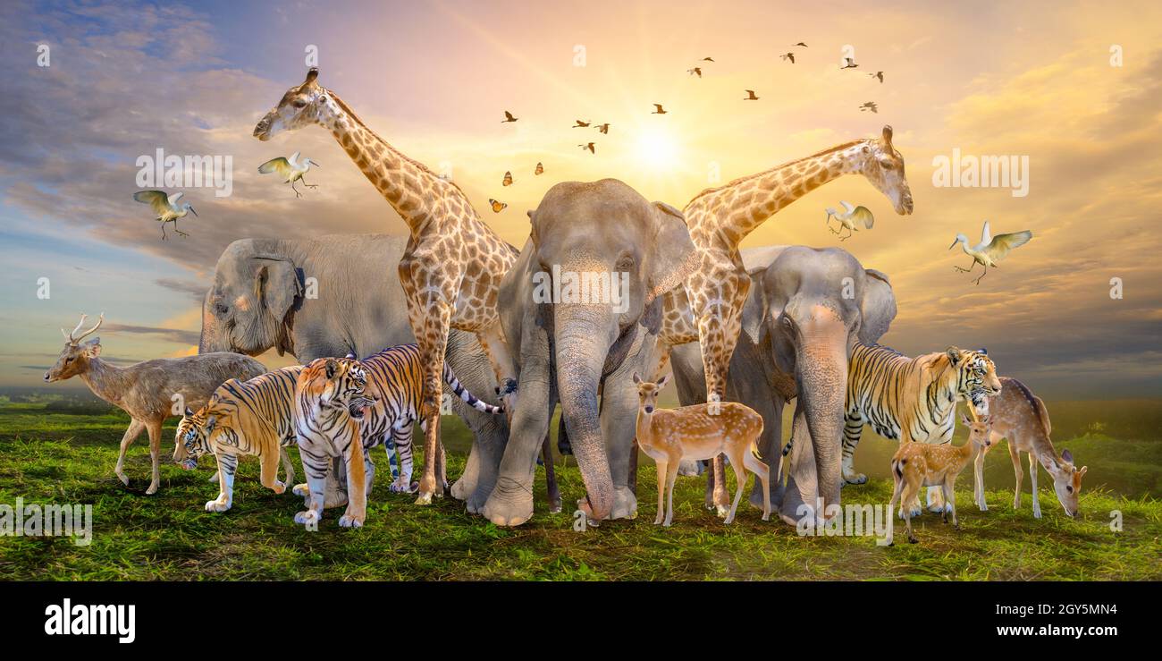 Large group of african safari animals. Wildlife conservation concept ...