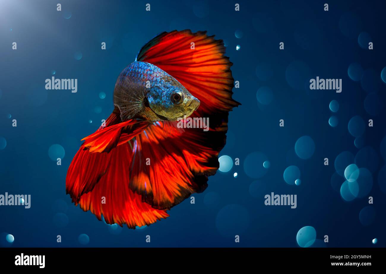 Fighting fish Red blue Light background with bokeh Stock Photo - Alamy
