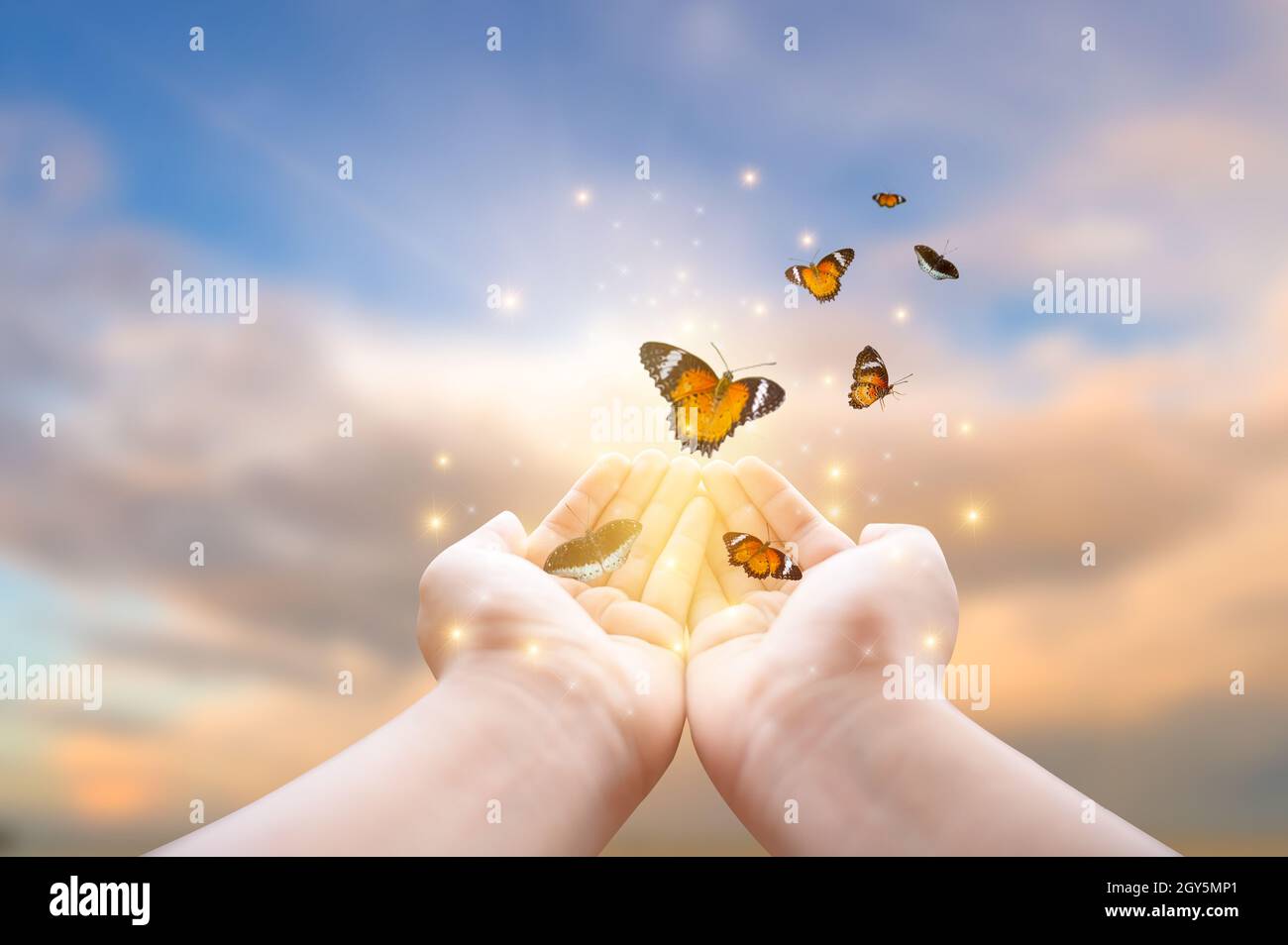The girl frees the butterfly from the jar, golden blue moment Concept ...