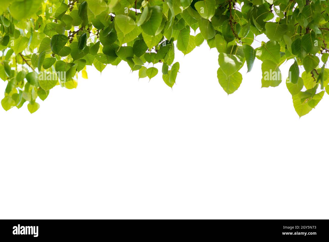 Bodhi leaves on a white backgroundisolate Stock Photo - Alamy
