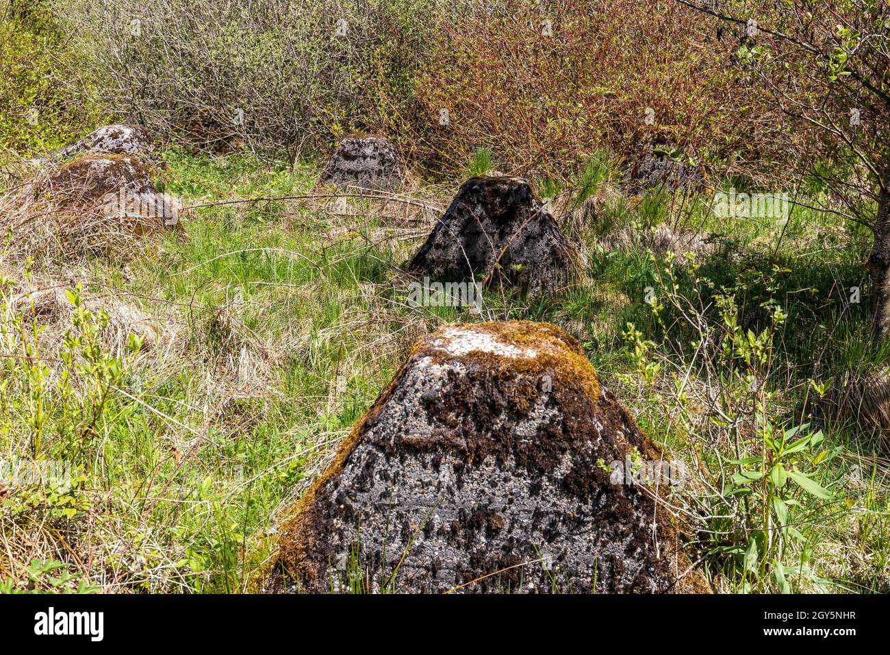 Nature reserve along the historic tank traps along the Westwall near ...