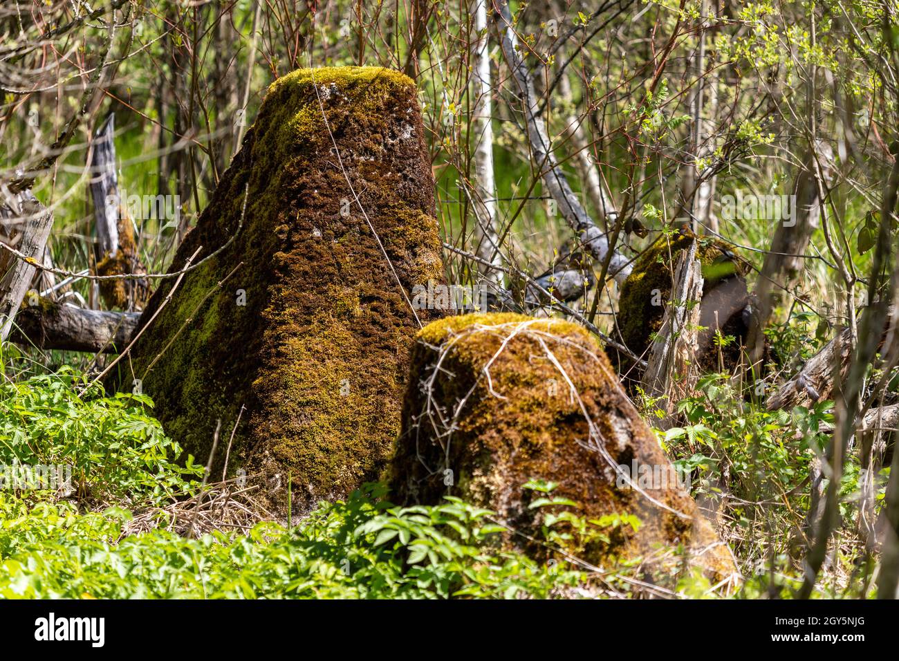 Nature reserve along the historic tank traps along the Westwall near ...