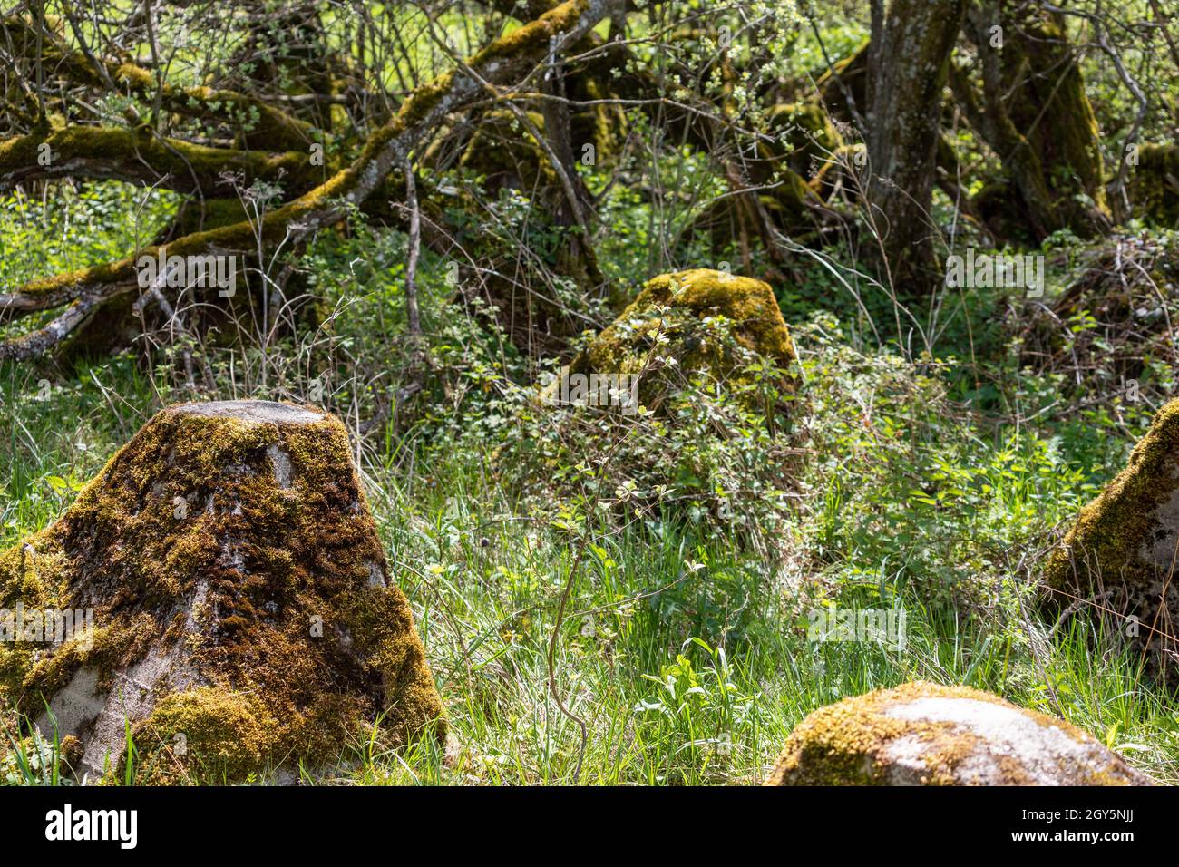 Nature reserve along the historic tank traps along the Westwall near ...