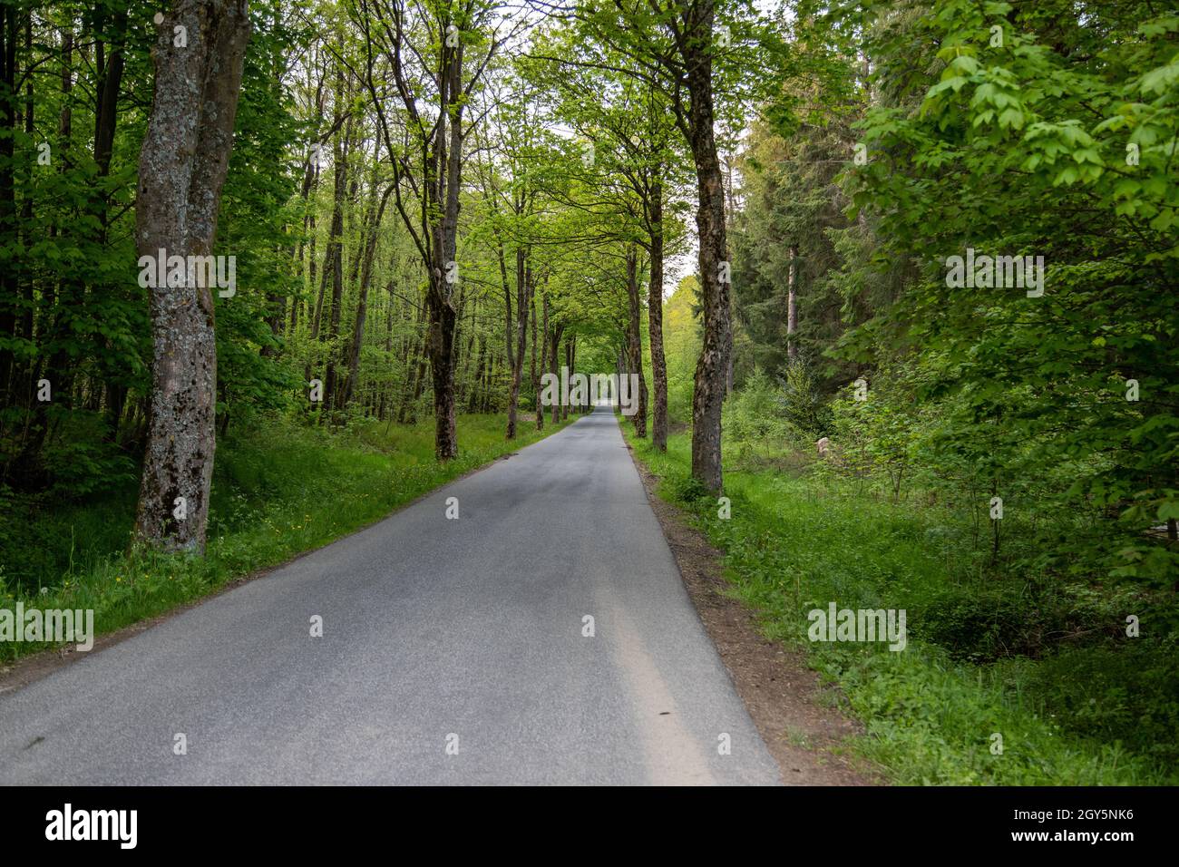 Road in the Eifel region nearby the city Simmerath with beech trees on ...