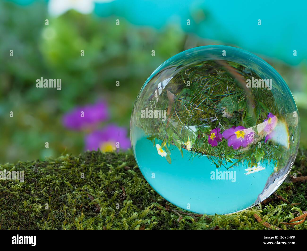 Sphere, crystal ball, lens ball with purple and white primrose on moss ...