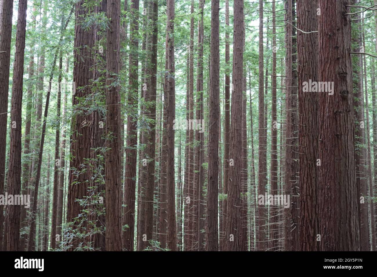 beautiful redwood forest giant trees huge fat tall wood Stock Photo - Alamy