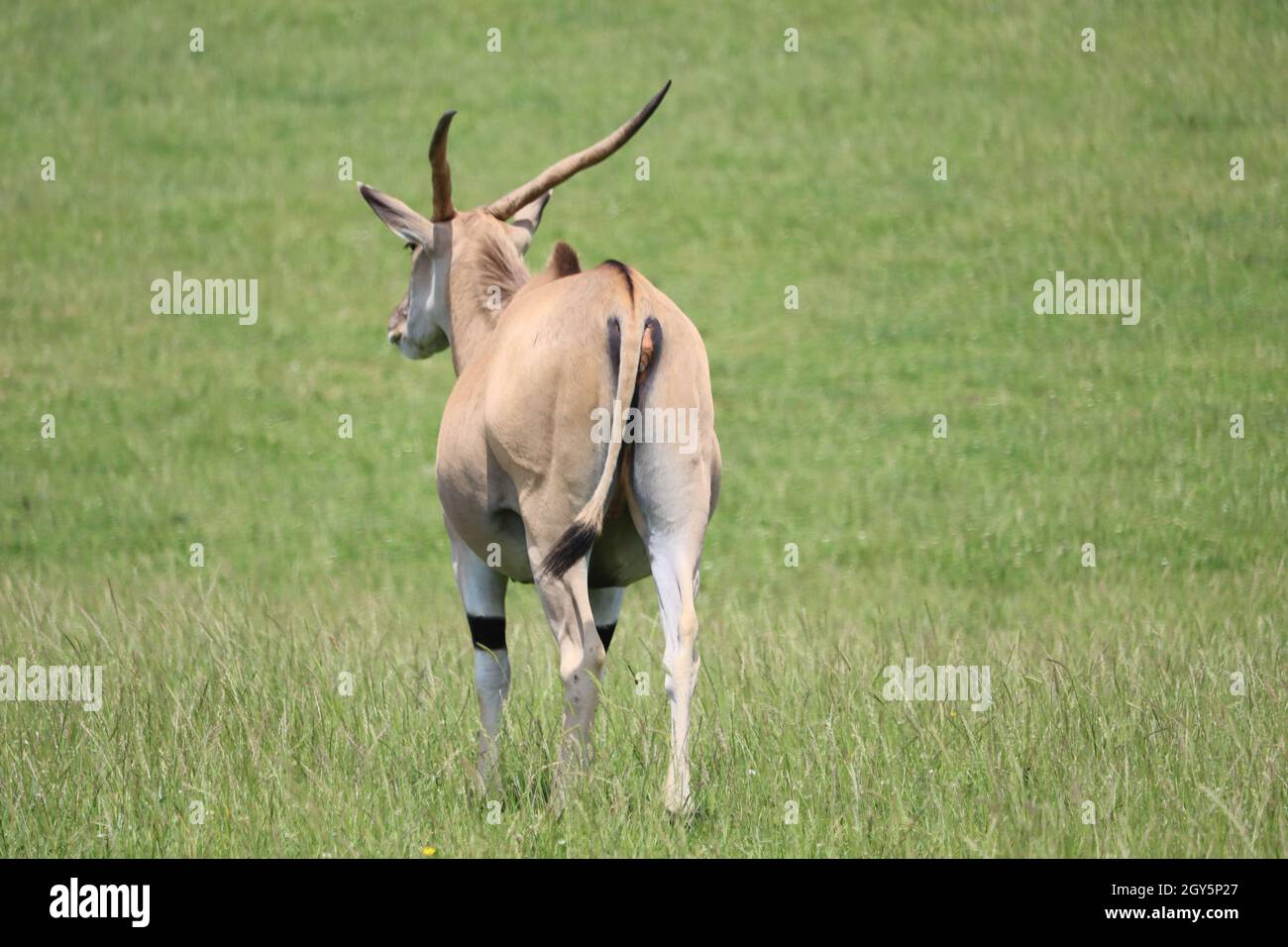 Africa power balance hi-res stock photography and images - Alamy