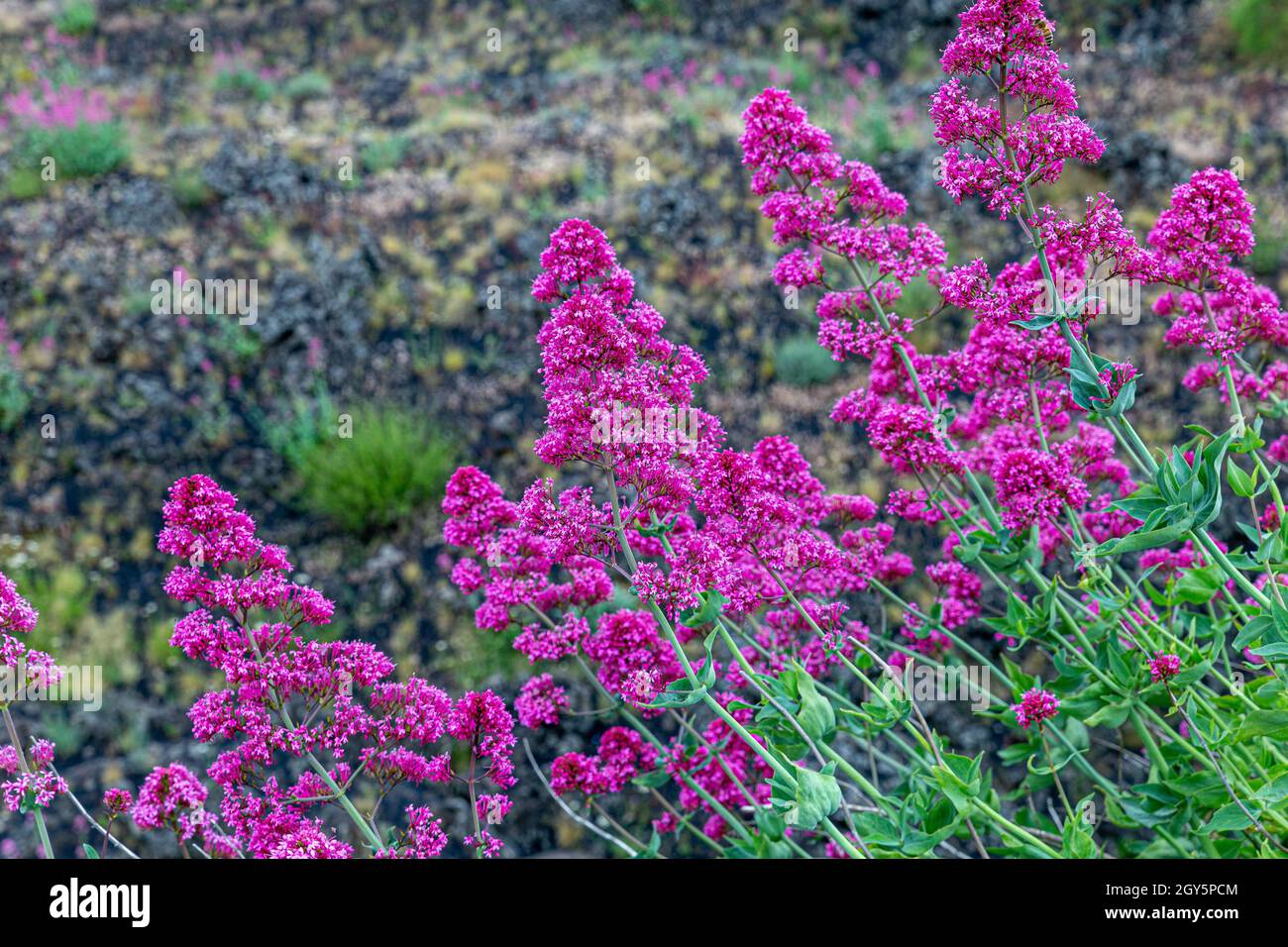 Broom etna hi-res stock photography and images - Alamy