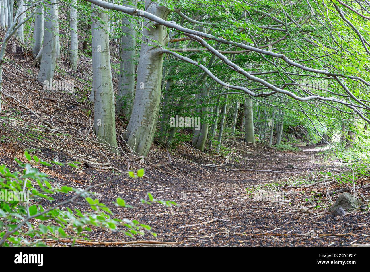 Typical path of a high mountain forest Stock Photo - Alamy