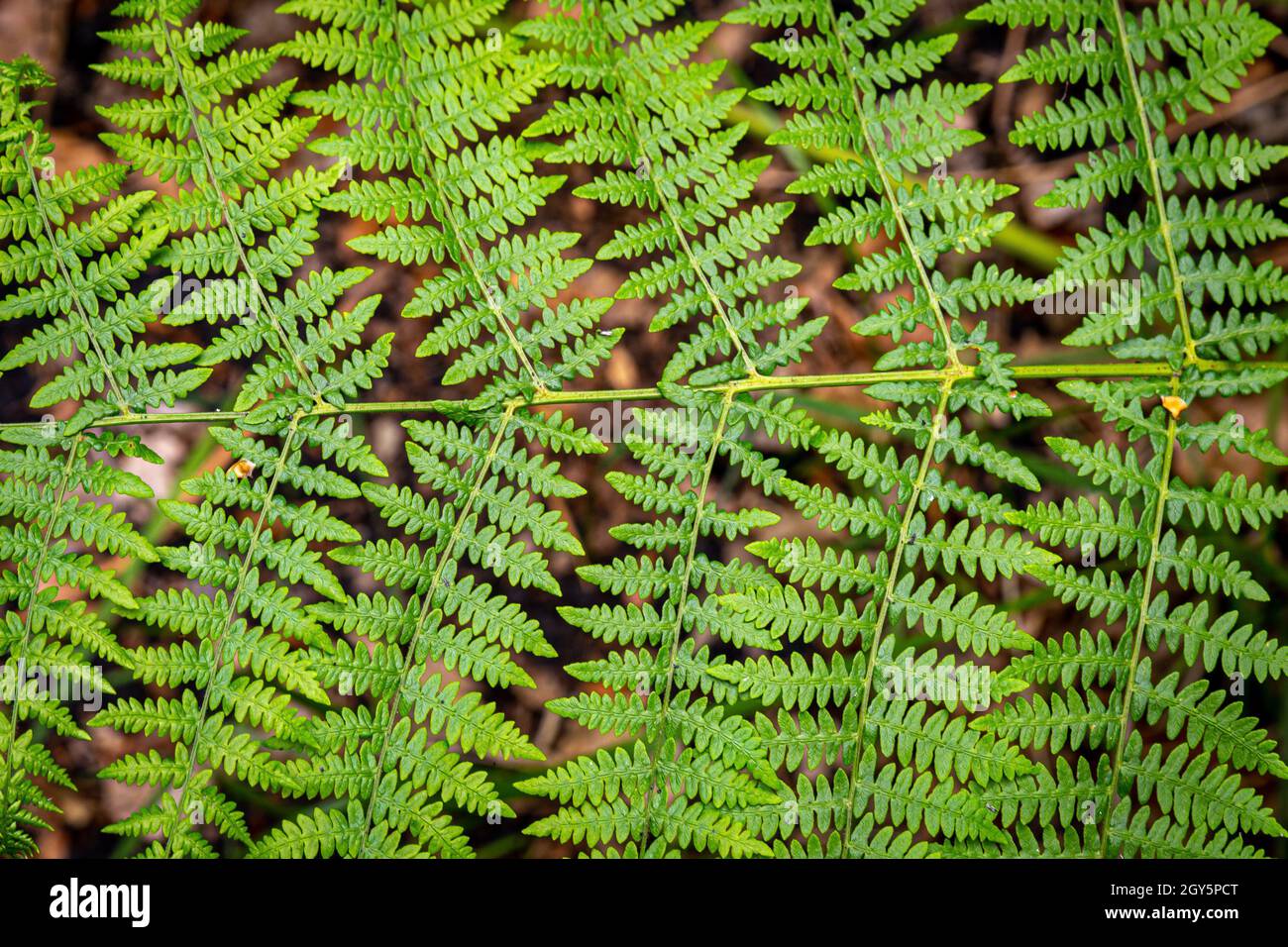 The detail of a fern plant branch Stock Photo - Alamy
