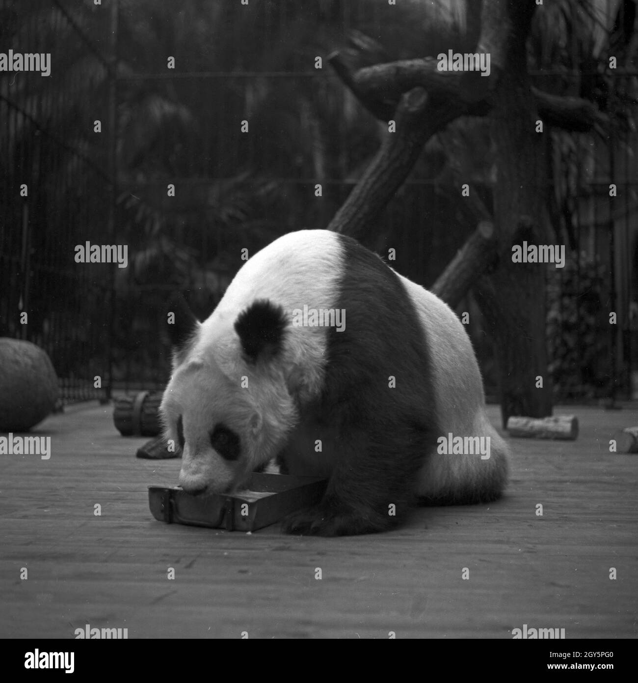 Der Große Panda spielt in seinem Gehege im Zoo Berlin, Deutschland ...