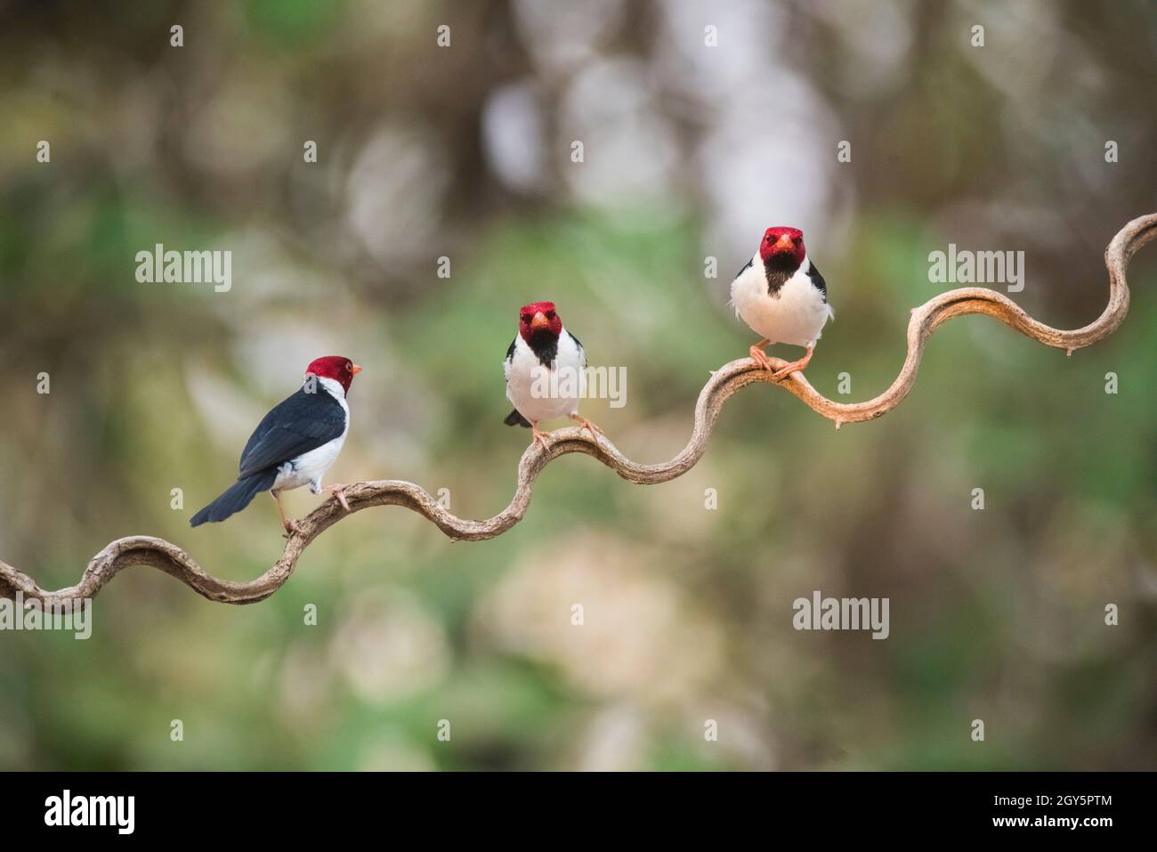 Brazil forest hi-res stock photography and images - Alamy