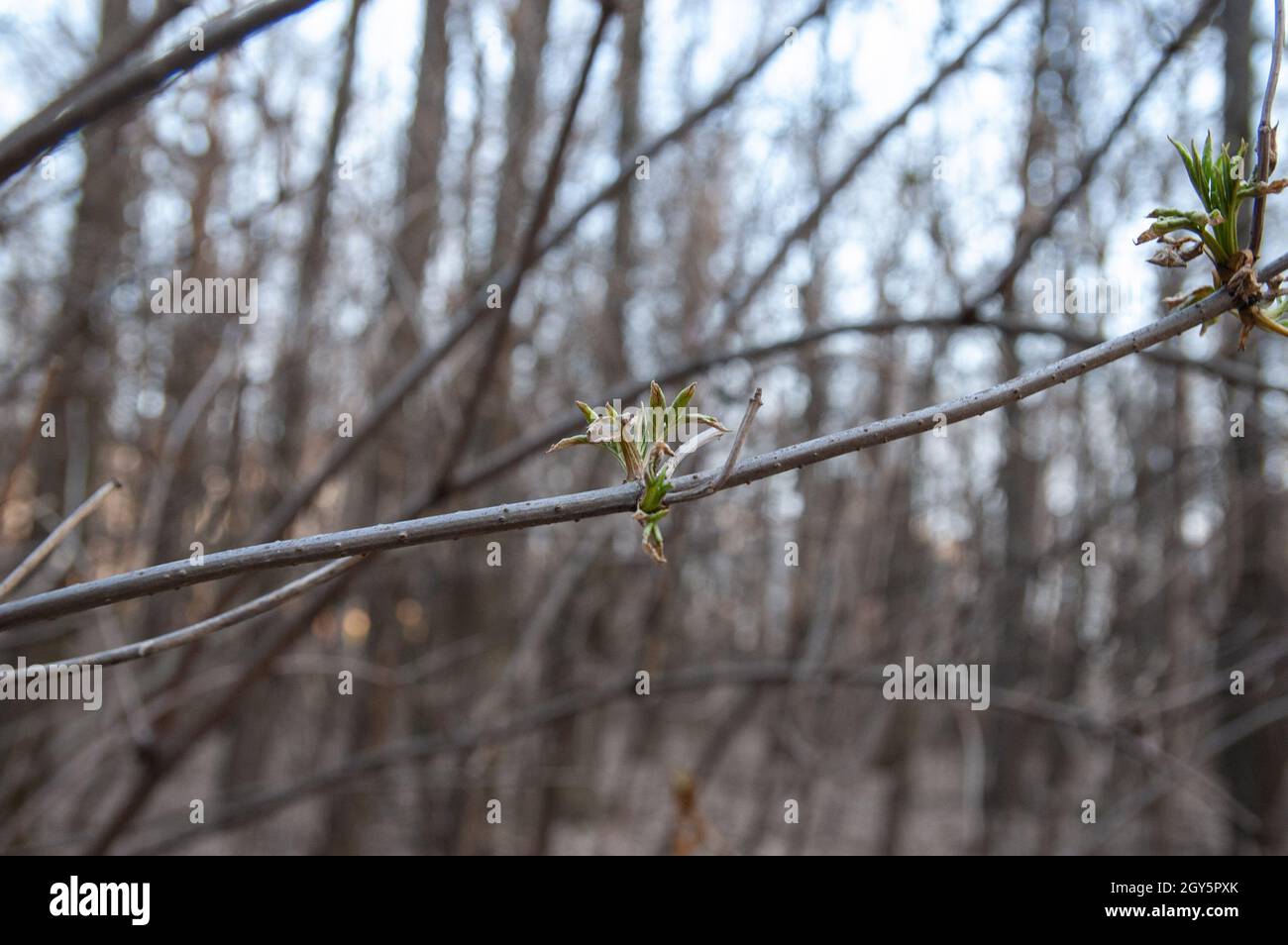 young spring leaves sprouting from their buds, selective focus, shallow ...