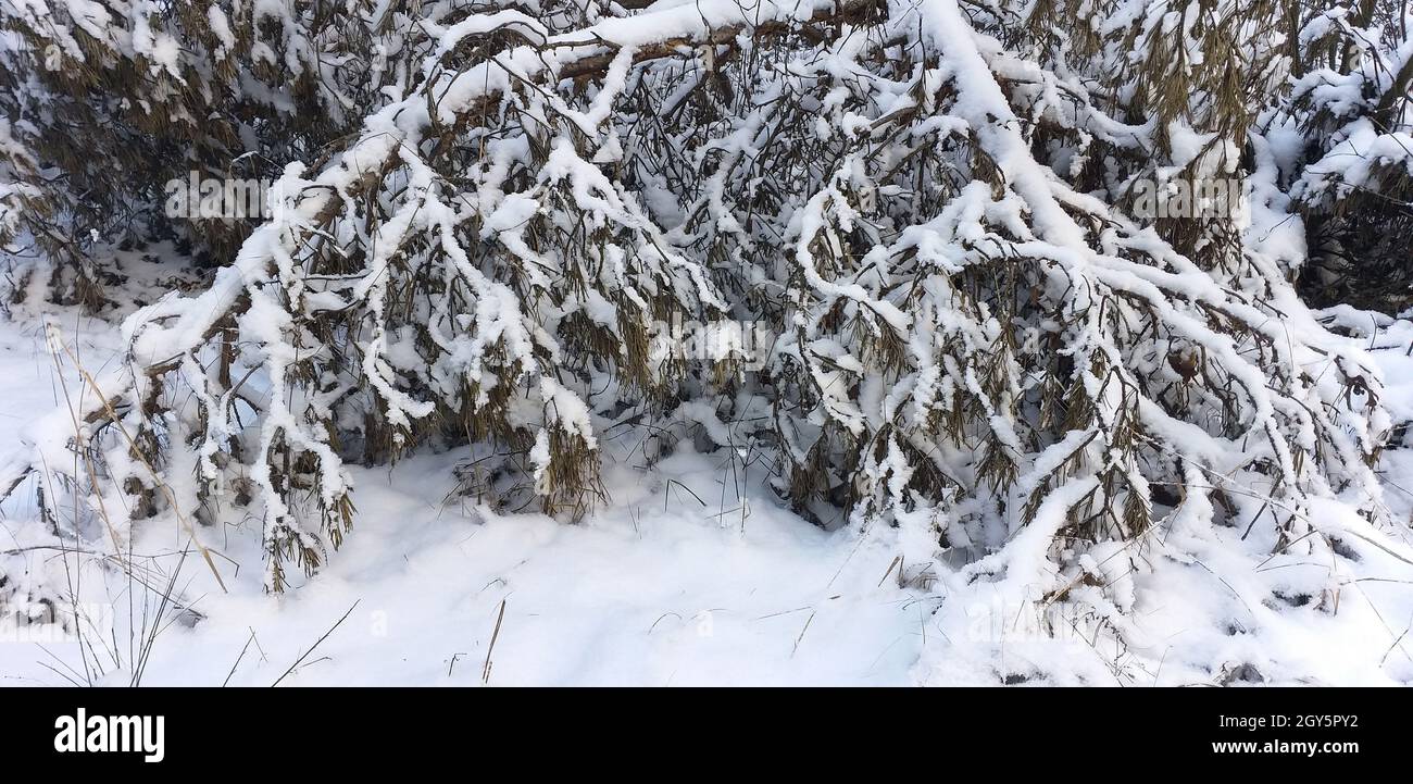 snow-covered tree branches in the winter forest Stock Photo - Alamy