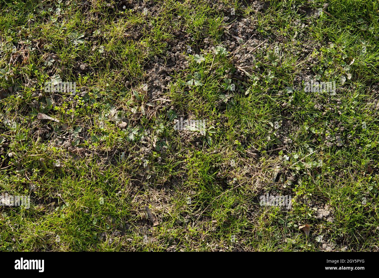 Sunshine breaking through green leaves hi-res stock photography and ...