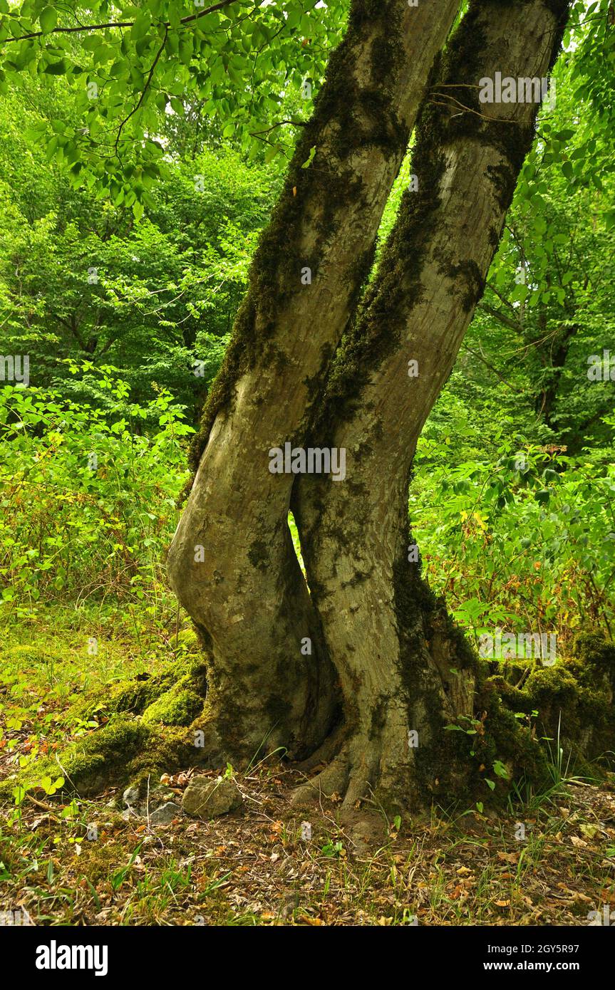 Two trees twirling in the autumn forest Stock Photo - Alamy
