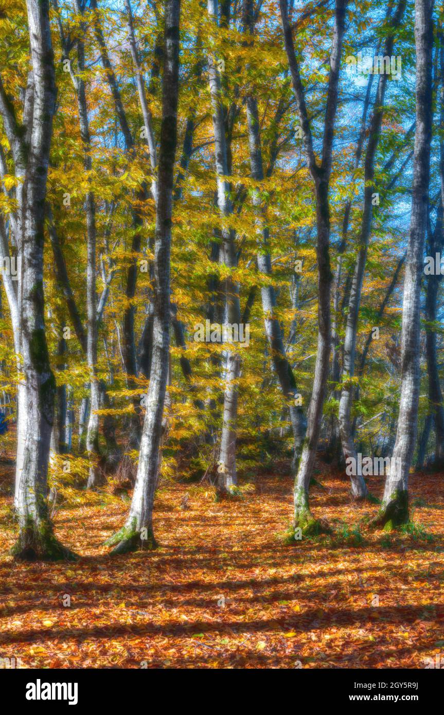 Yellowing trees in a forest in autumn Azerbaijan Stock Photo - Alamy