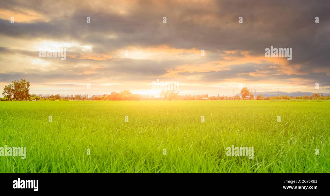 Rice plantation. Green rice paddy field. Organic rice farm in Asia ...