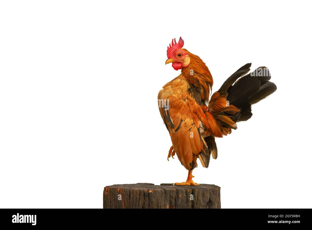 The serama or the malaysian serama are poses on the timber on a white ...