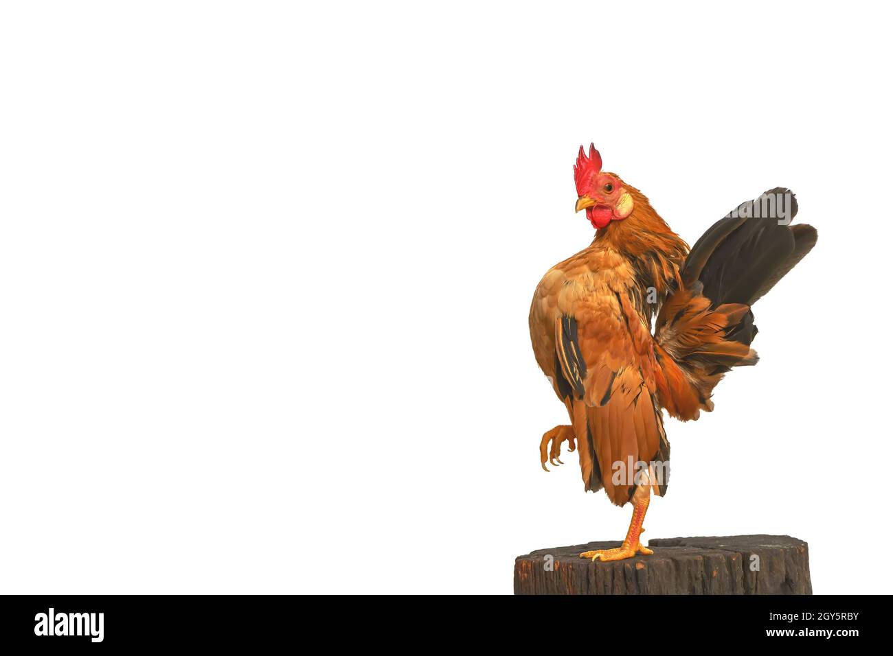 The serama or the malaysian serama are poses on the timber on a white ...