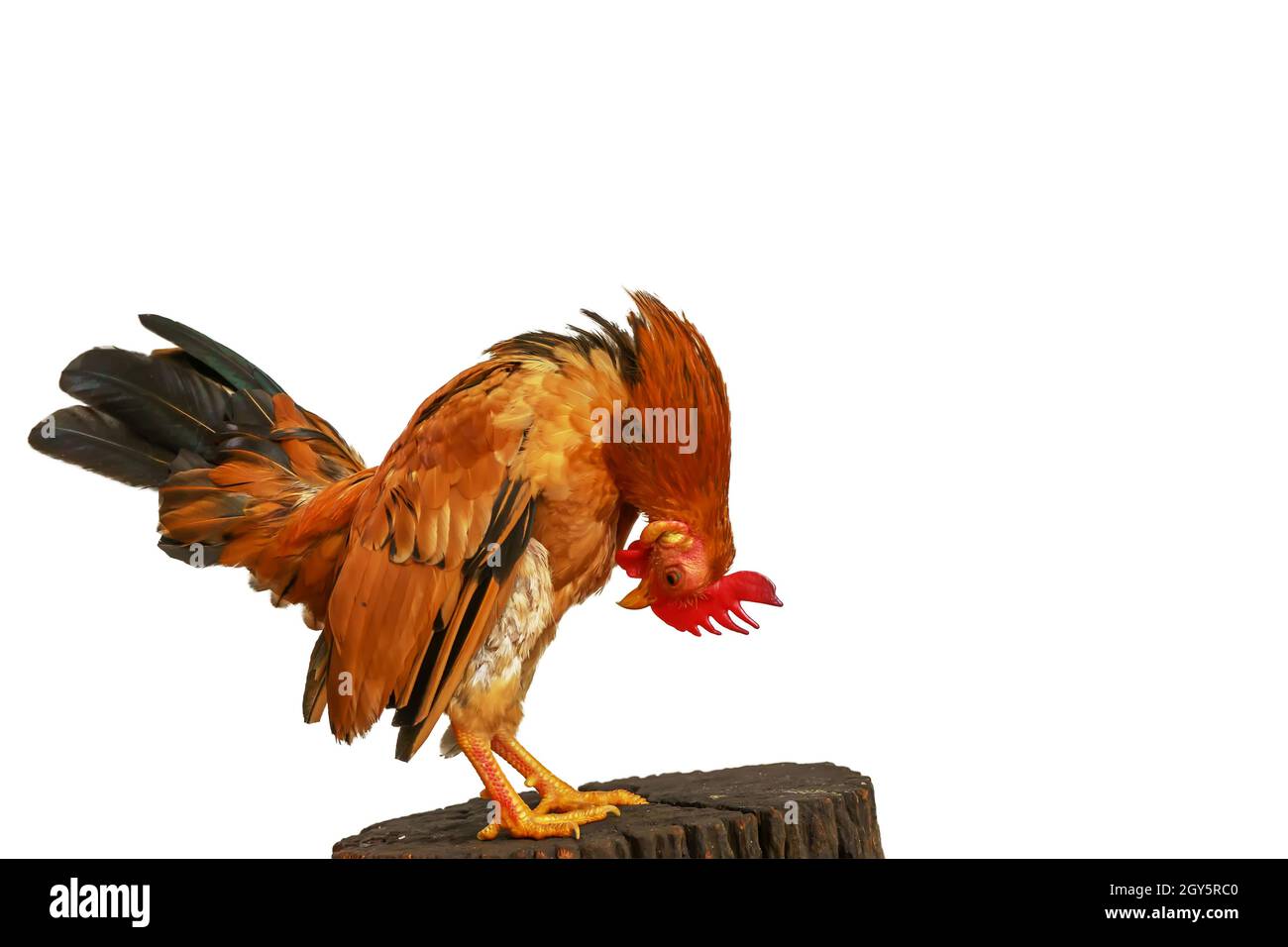 The serama or the malaysian serama are poses on the timber on a white ...