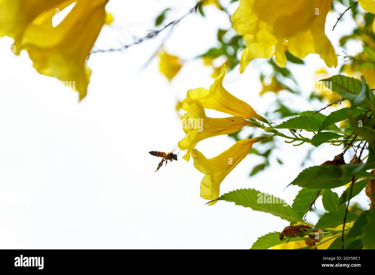 Bee eating pollen from cascabela thevetia on a nature background Stock ...