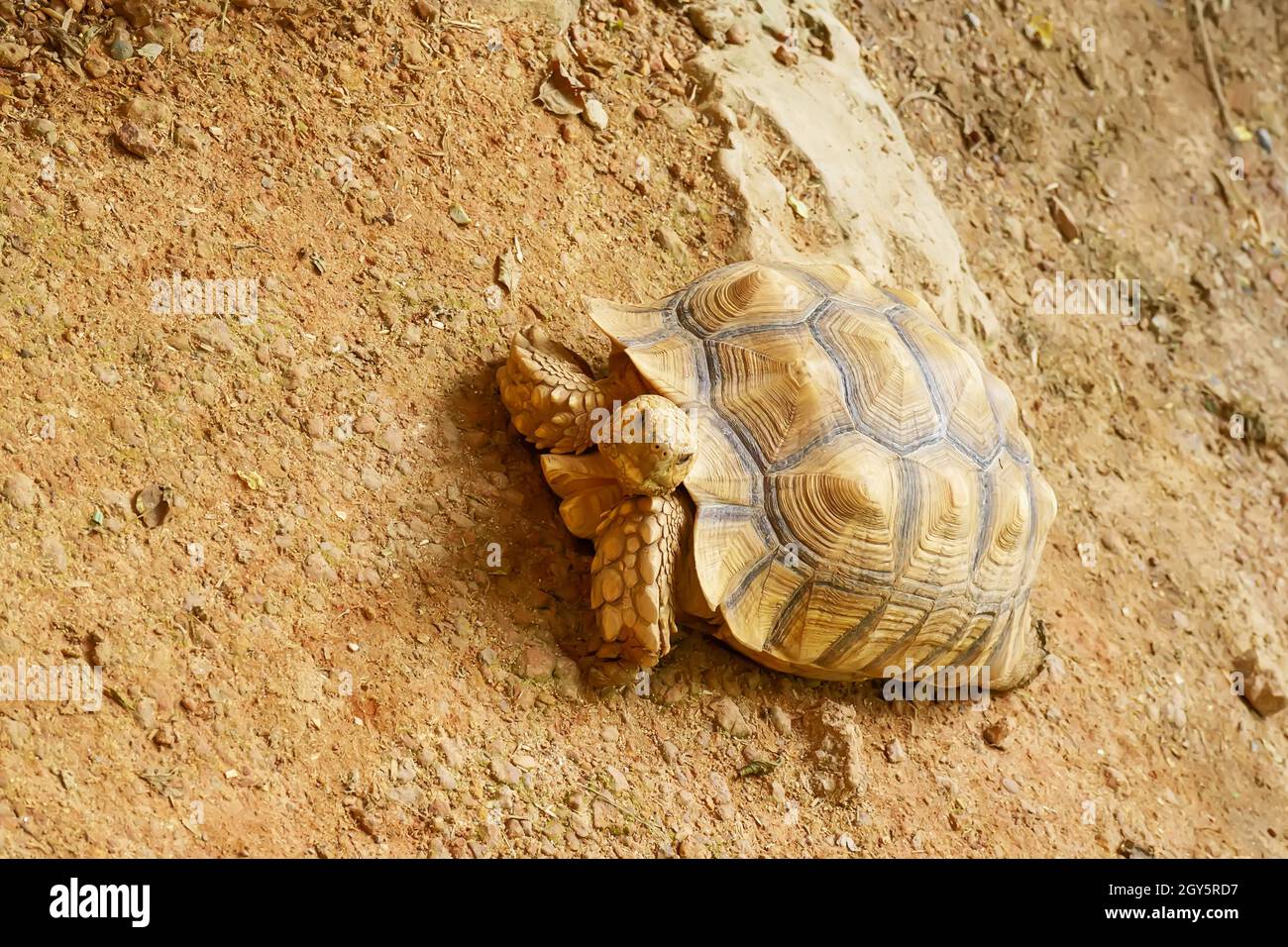 Sulcata tortoise on the sand on a nature background Stock Photo - Alamy