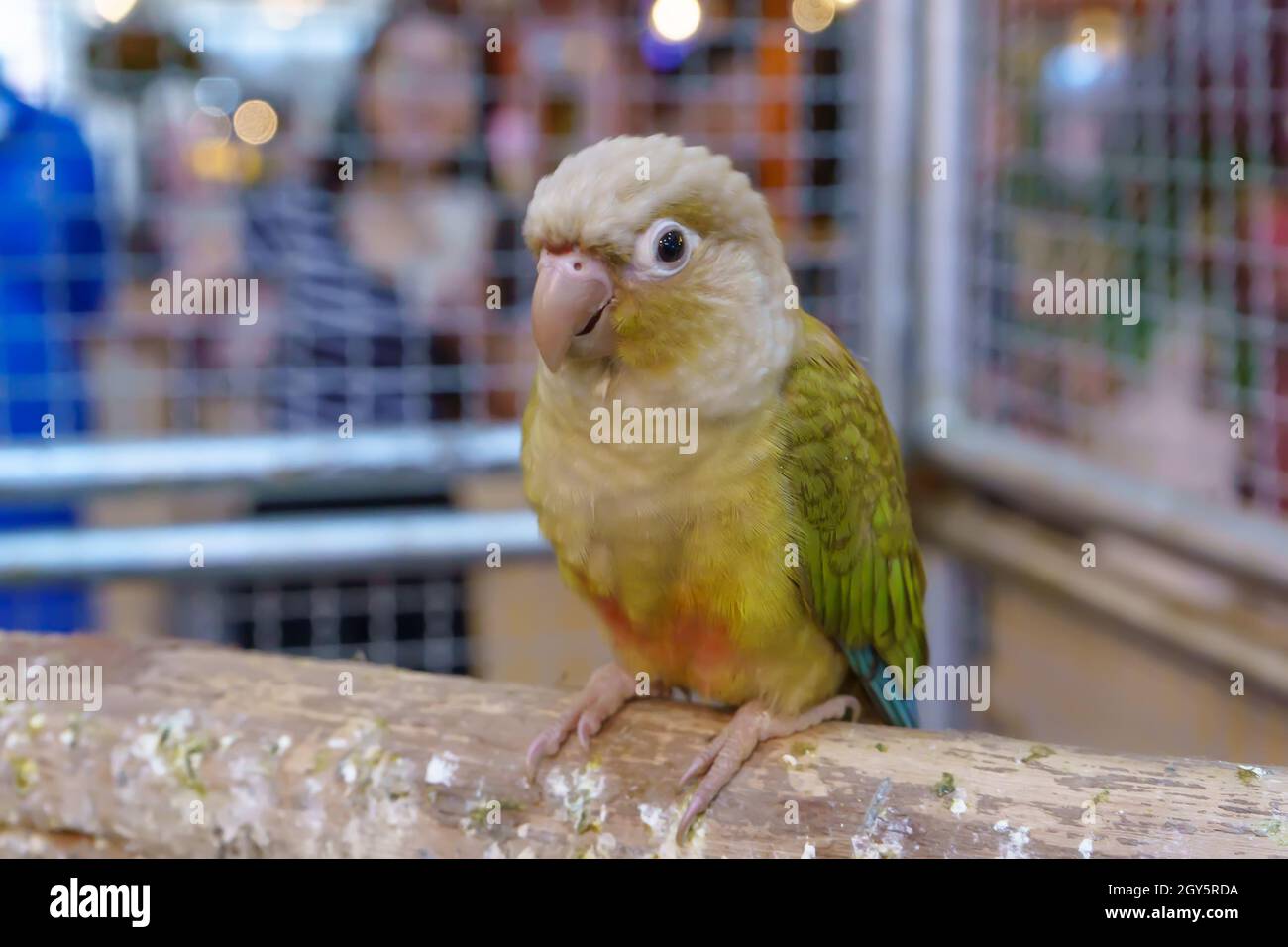 Parrots are posing to take the picture Stock Photo - Alamy