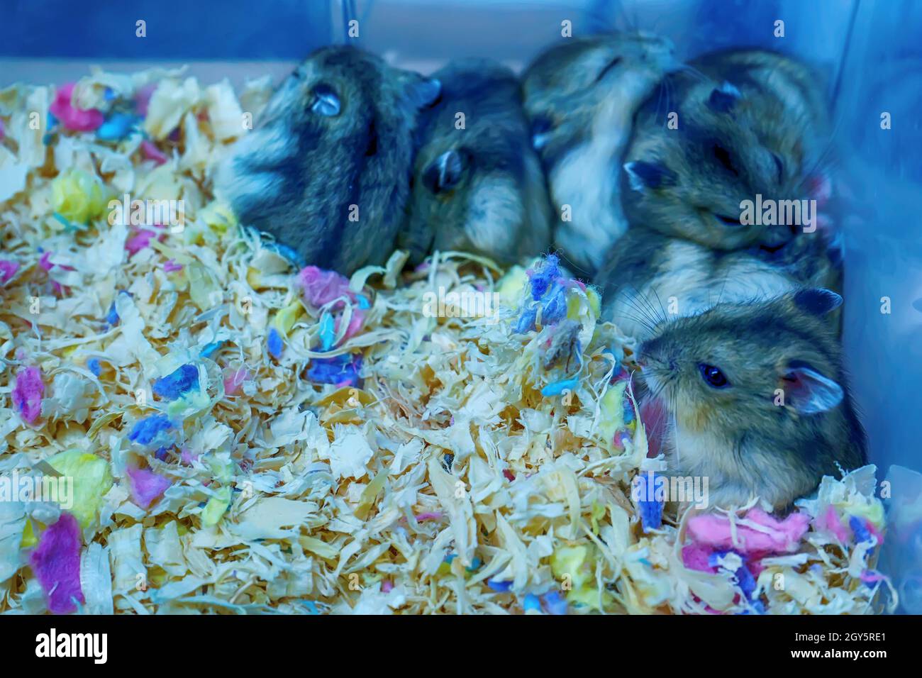 Fat-tailed gerbil is a rodent. It is sleeping Stock Photo - Alamy