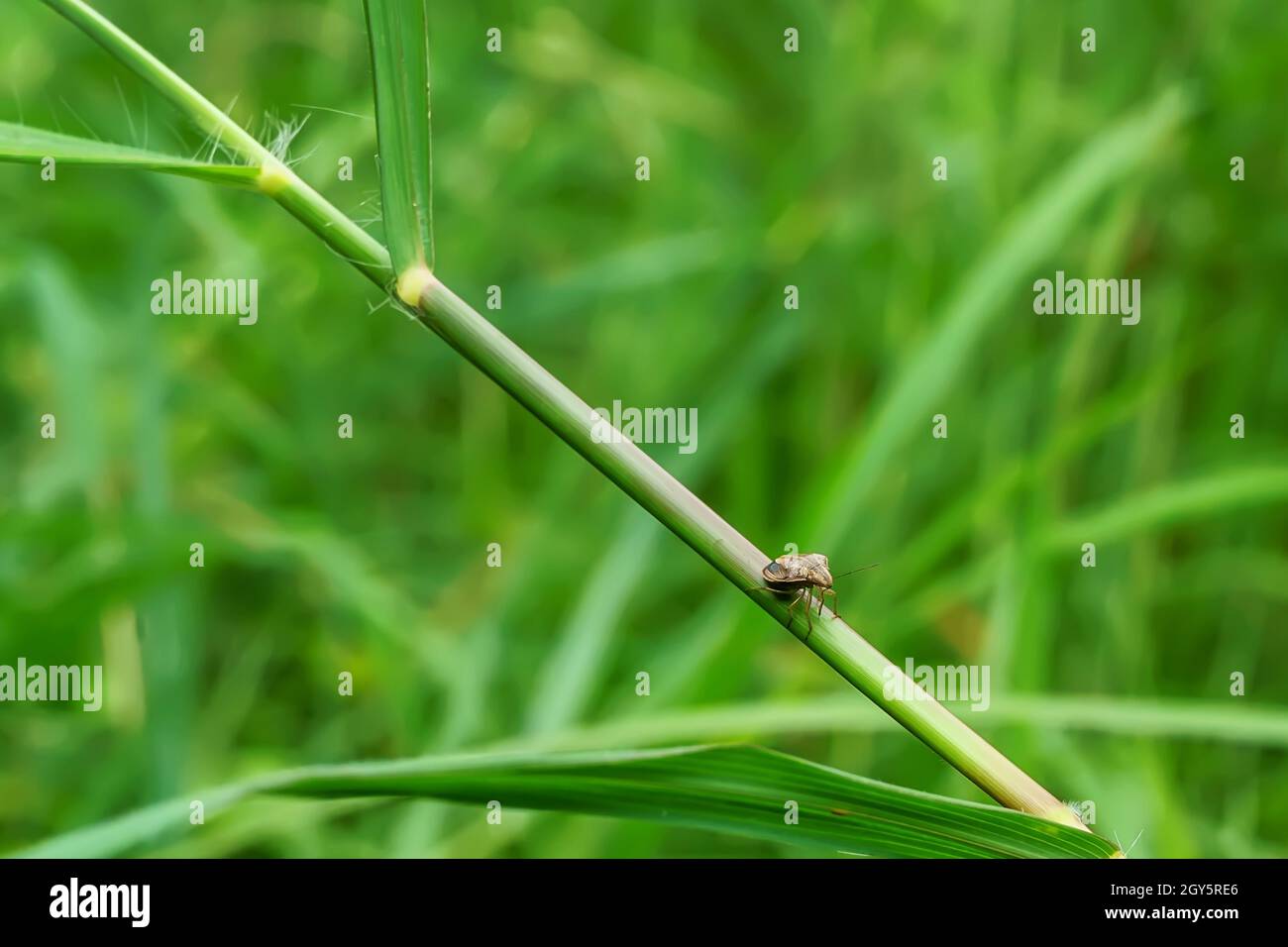 The insect on the grass on a nature background Stock Photo - Alamy