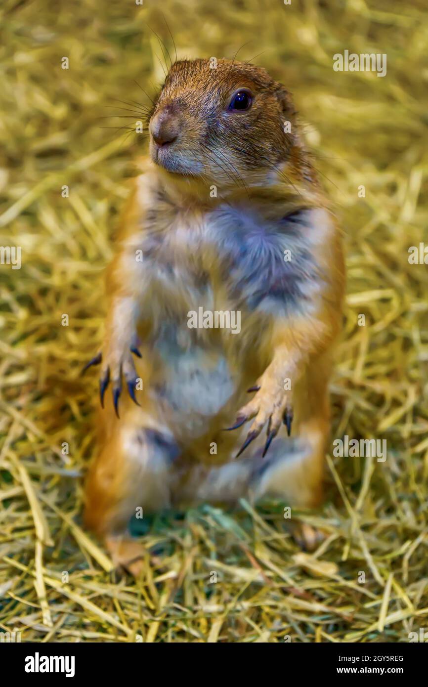 Are Prairie Dogs Related To Chipmunks