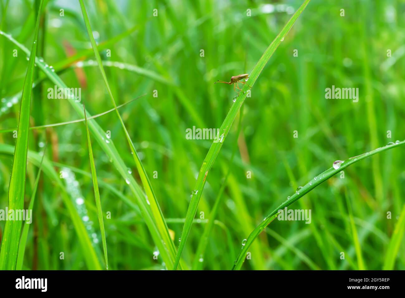 The insect on the grass on a nature background Stock Photo - Alamy