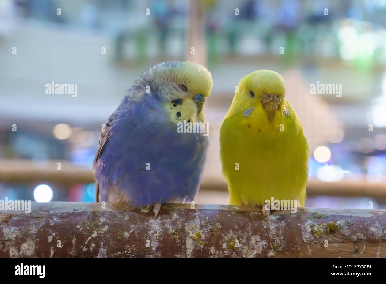 Parrots standing sleep on the timber Stock Photo - Alamy