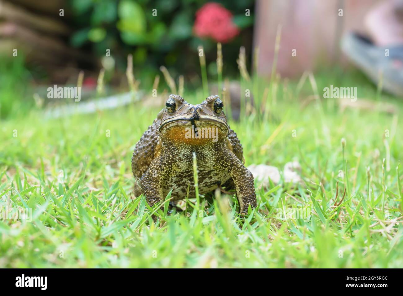 The toad are posing on grass on a nature background Stock Photo - Alamy