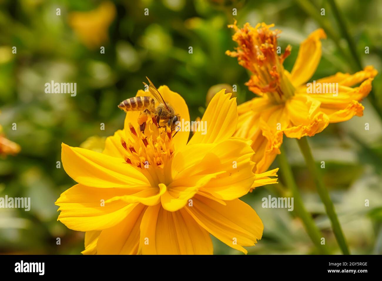 Bee eating pollen from cosmos flower on a nature background Stock Photo ...