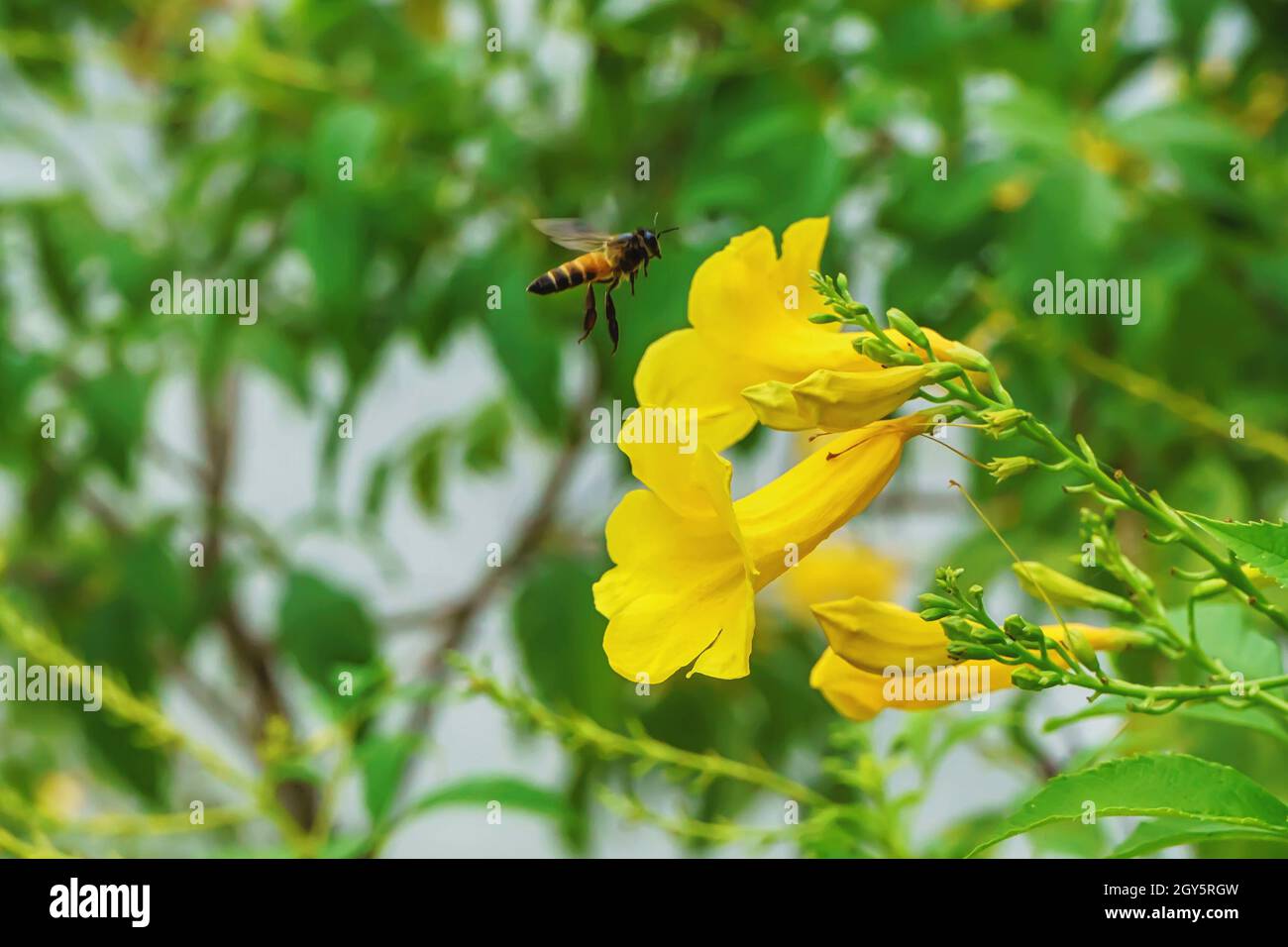 Bee eating pollen from cascabela thevetia on a nature background Stock ...