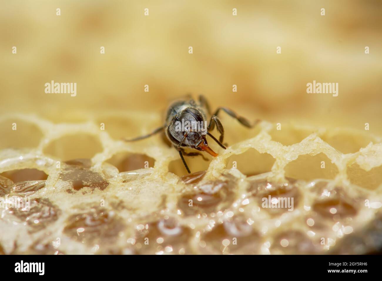 Nest of apis florea consists an embryo, adult and sweet water. Apis ...