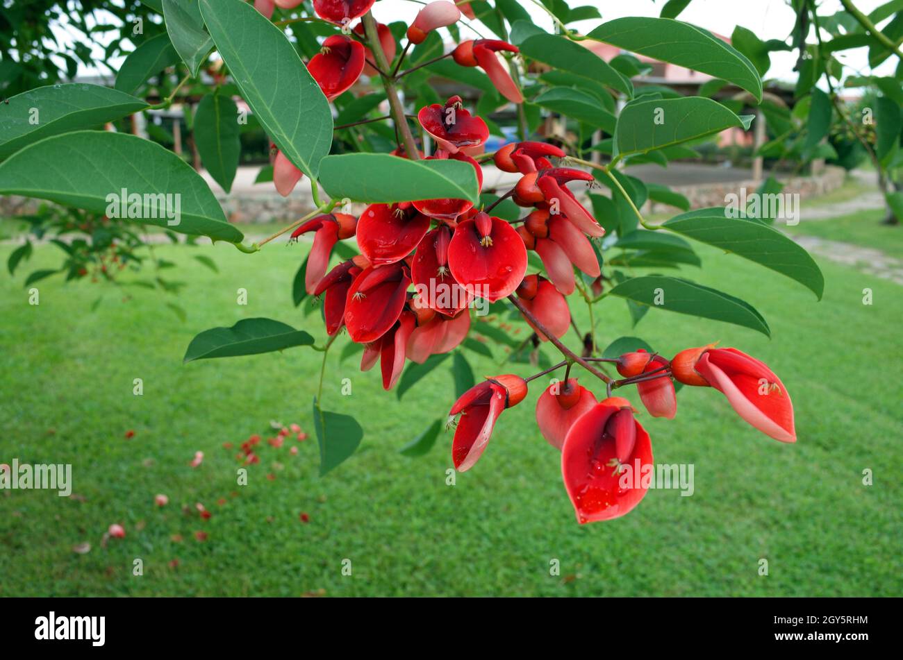 Erythrina crista-galli tree flowering Stock Photo - Alamy
