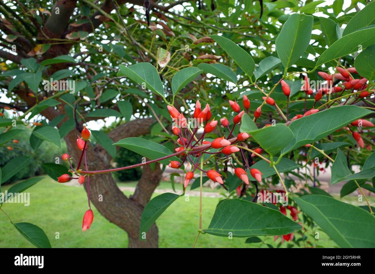 Erythrina crista-galli tree flowering Stock Photo - Alamy
