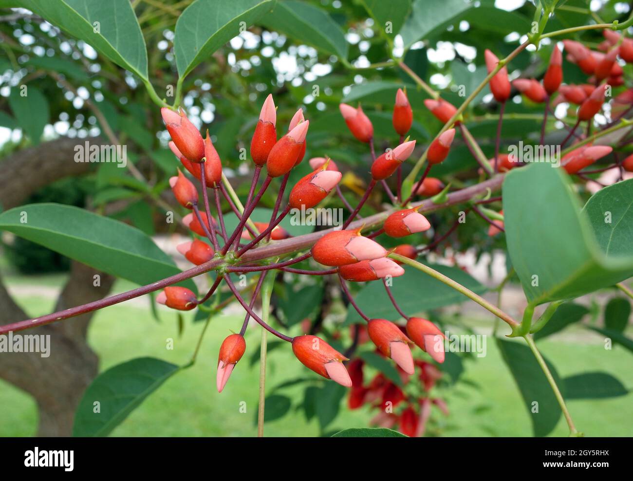 Erythrina crista-galli tree flowering Stock Photo - Alamy