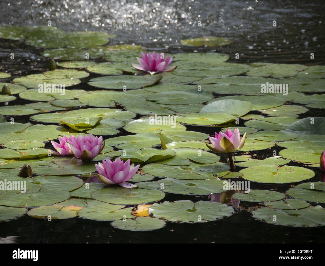 Lake with floating lilies and lotus leaves Stock Photo - Alamy