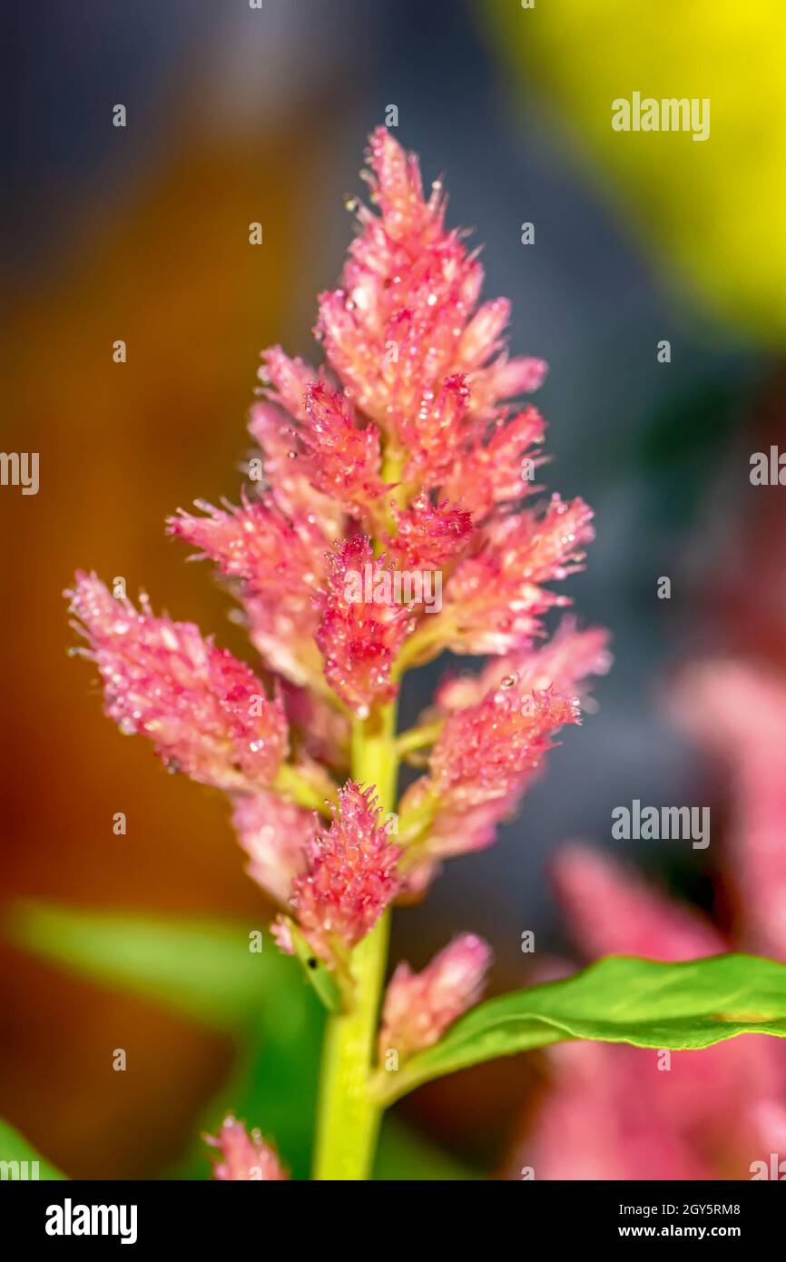 Silver cockscomb plant hi-res stock photography and images - Alamy