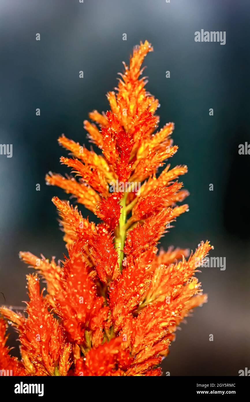 Celosia argentea or The silver cock's comb on a nature background Stock ...