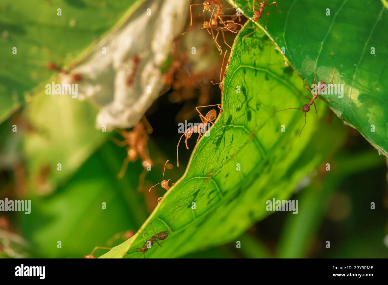 The red ants walking in and out of the nest on the mango leaves Stock ...