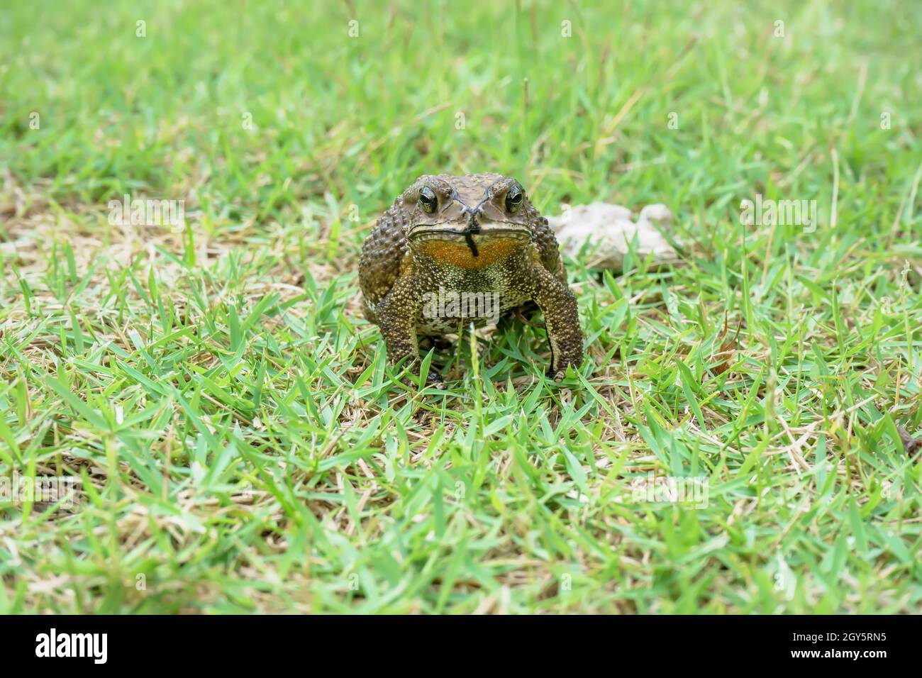 The toad are posing on grass on a nature background Stock Photo - Alamy