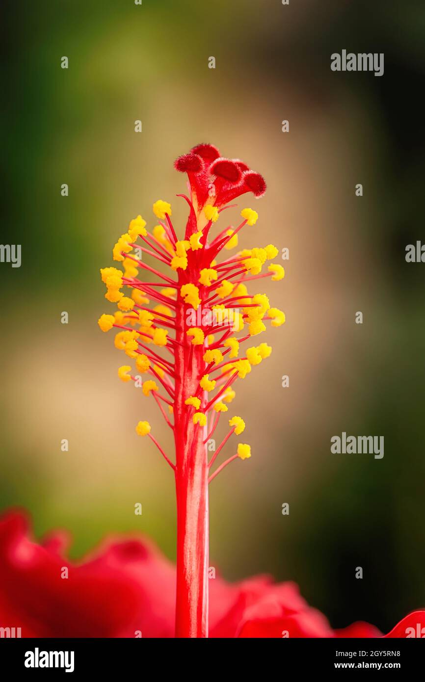 Pollen of hibiscus hi-res stock photography and images - Alamy