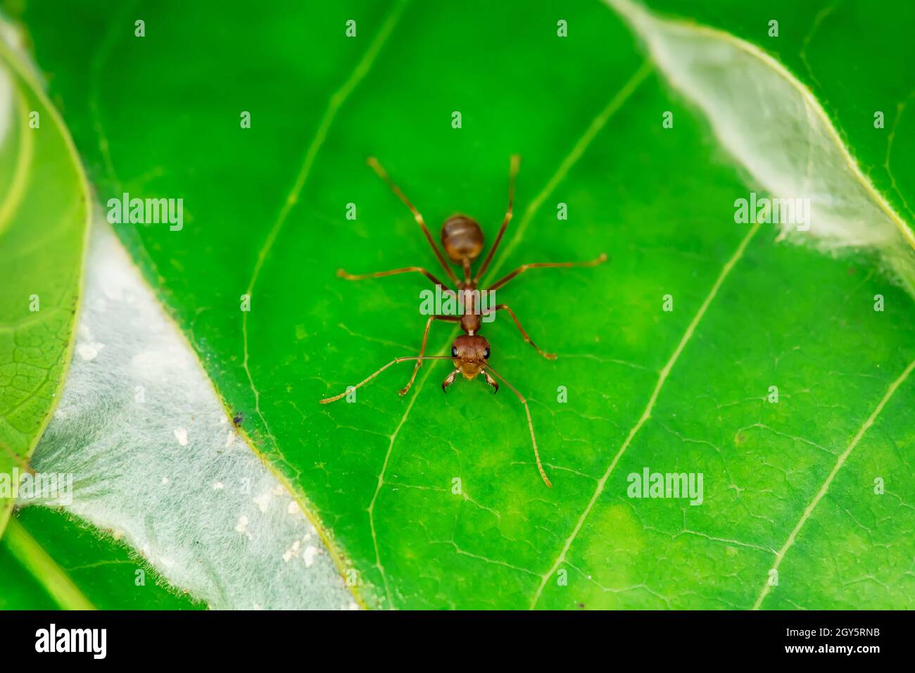 Single red ant alone on the mango leaves Stock Photo - Alamy