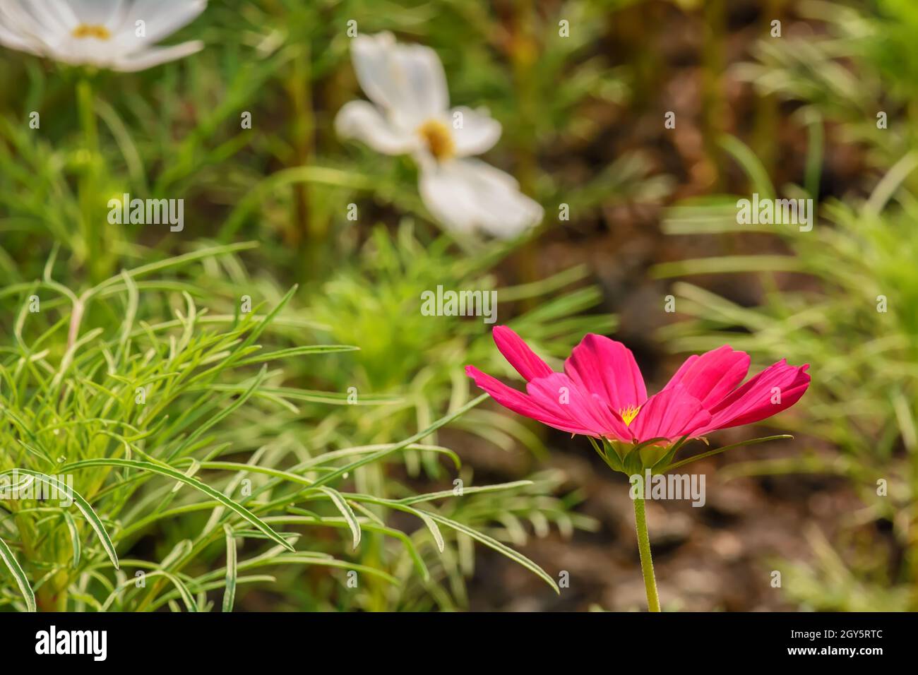 Cosmos is flowering plants in the sunflower family Stock Photo - Alamy